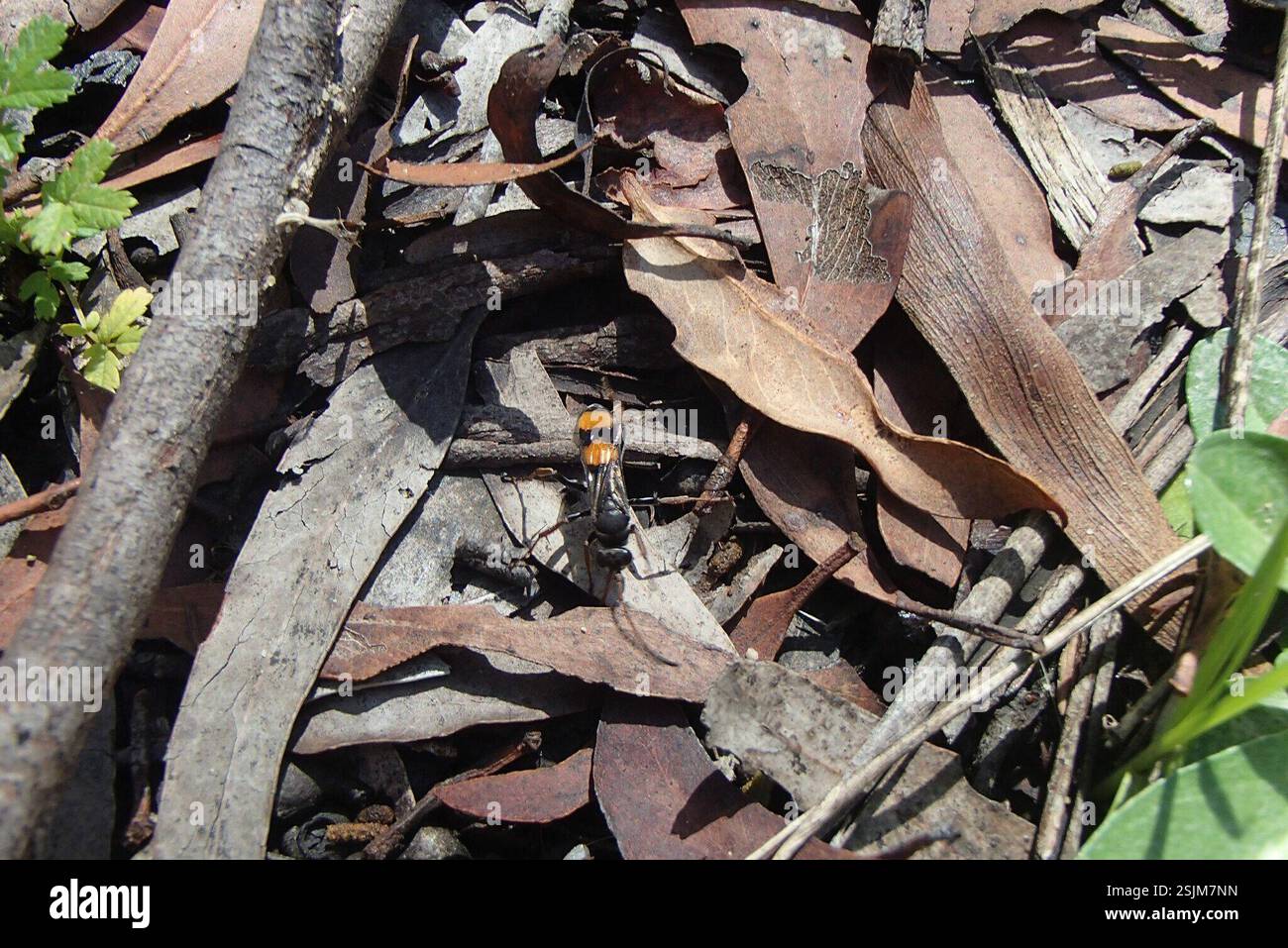 Spider Wasps (Pompilidae), Insecta, 62 Railway Parade, Wentworth Falls NSW 2782, Australia Stock ...