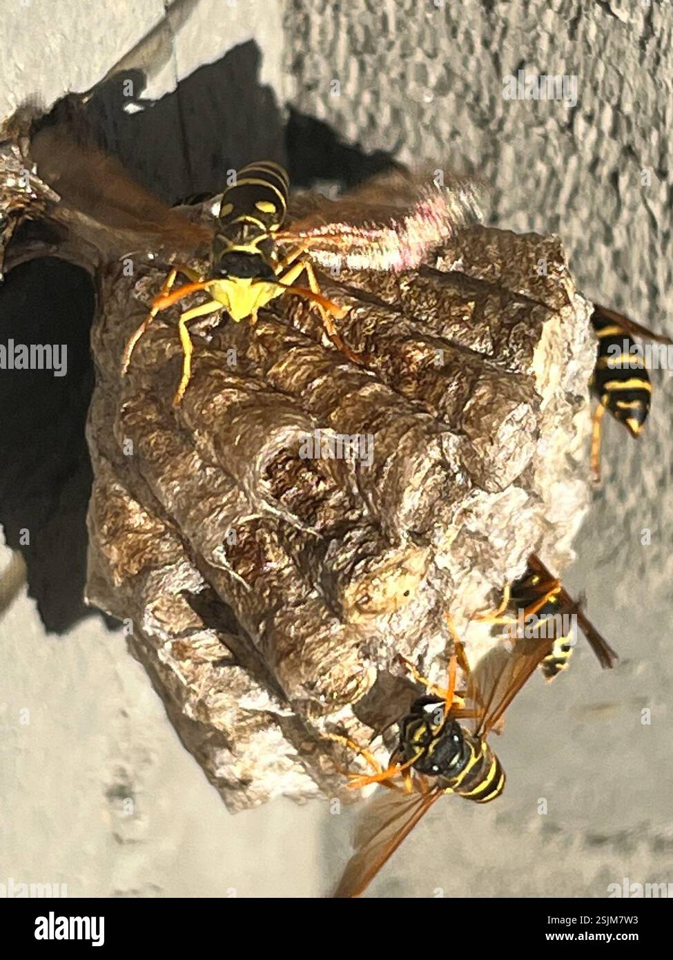 Asian Paper Wasp (Polistes chinensis), Insecta, Auckland, NZ Stock ...