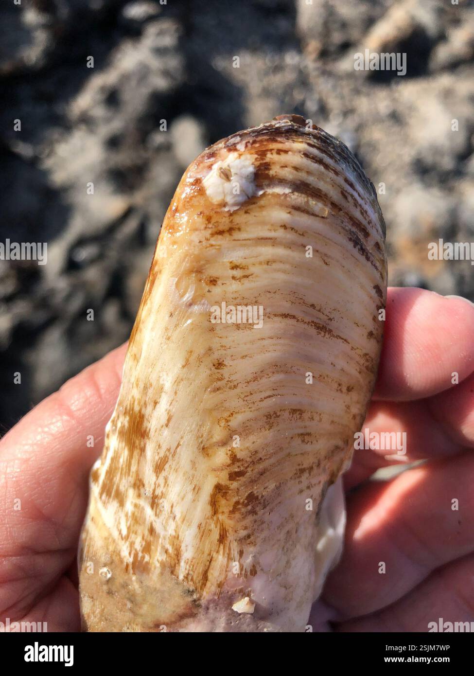 Scale-sided Piddock (Parapholas californica), Mollusca, Fitzgerald ...