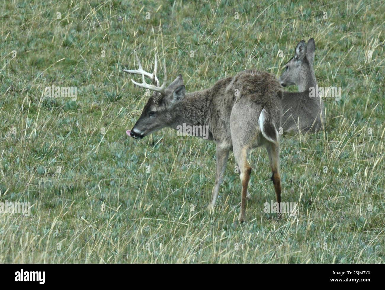 White-tailed Deer (Odocoileus virginianus), Mammalia, Reserva Antisana ...