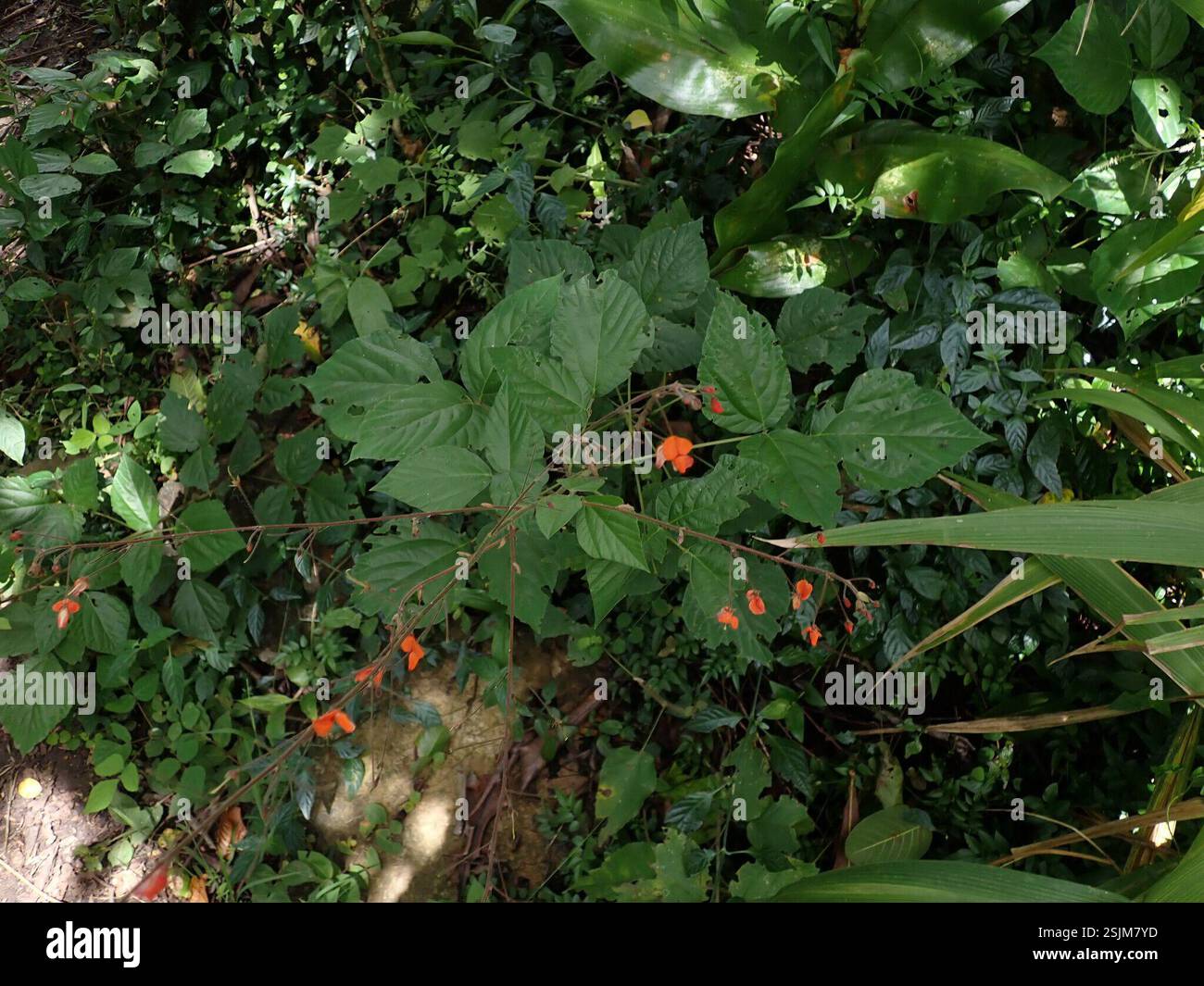 Orange Tick-trefoil (Hylodesmum repandum), Plantae, Chase Valley ...