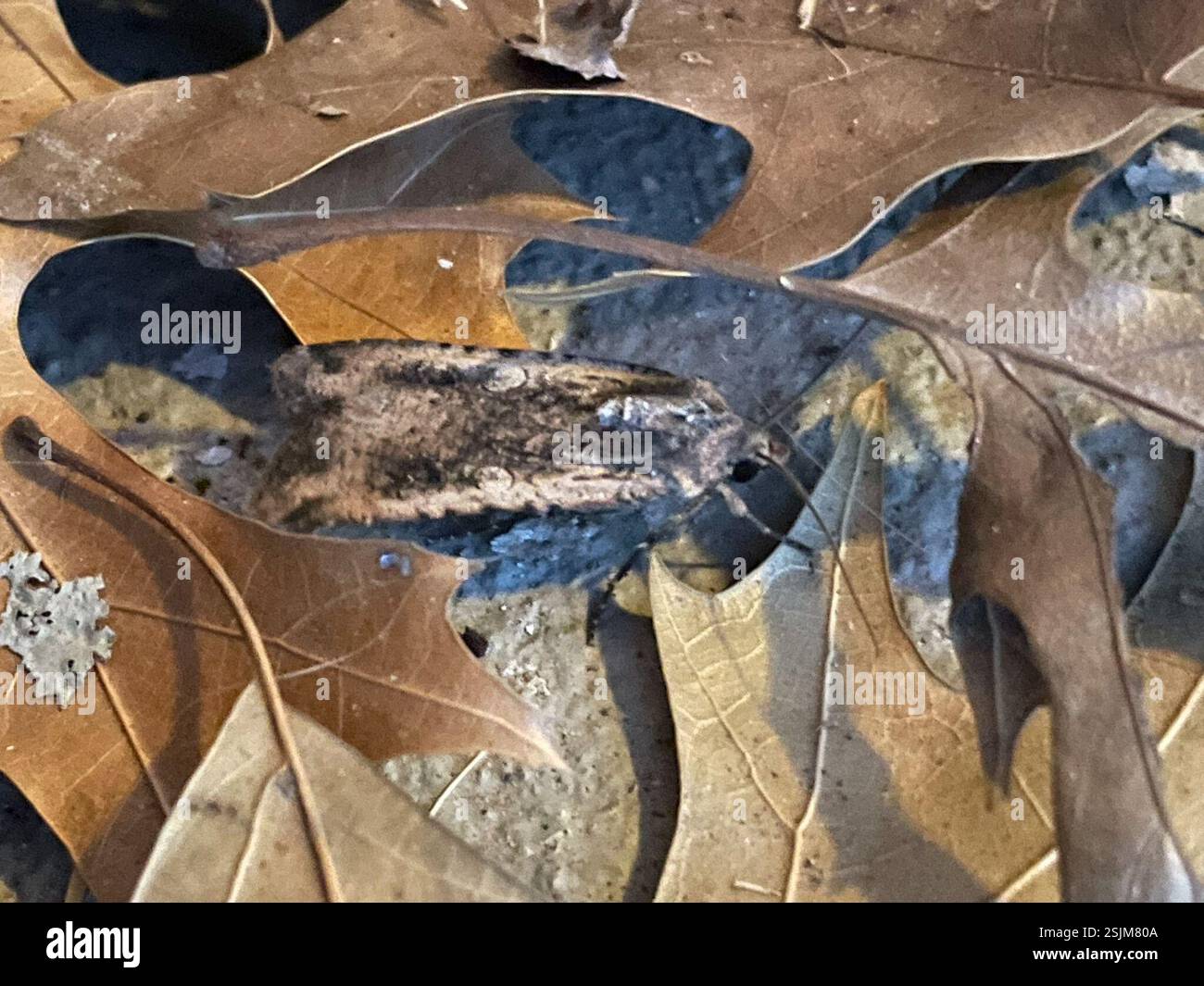 Variegated Cutworm Moth (Peridroma saucia), Insecta, E Park Blvd, Plano ...