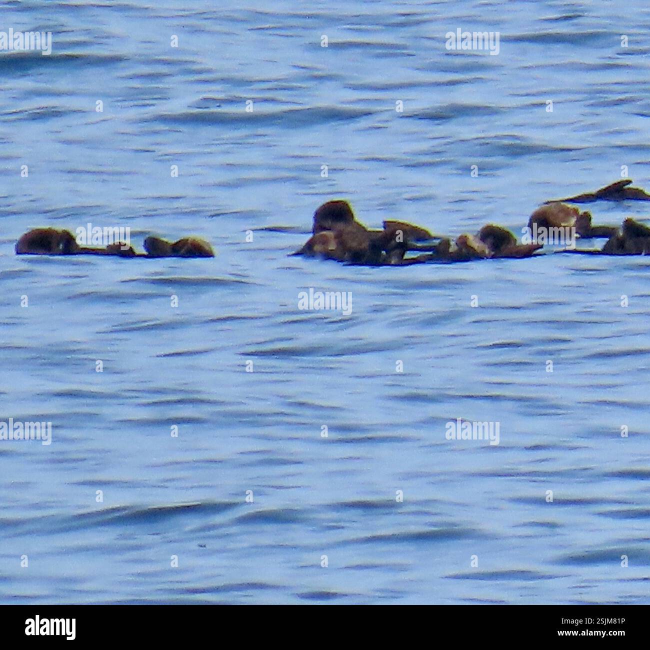 Innkeeper worms hi-res stock photography and images - Alamy