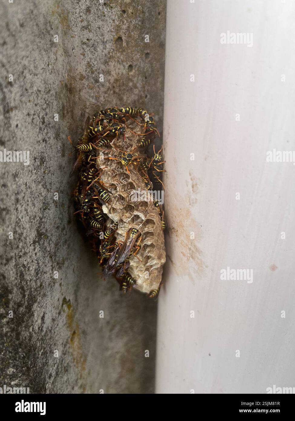 Asian Paper Wasp (Polistes chinensis), Insecta, North Island, Hamilton ...
