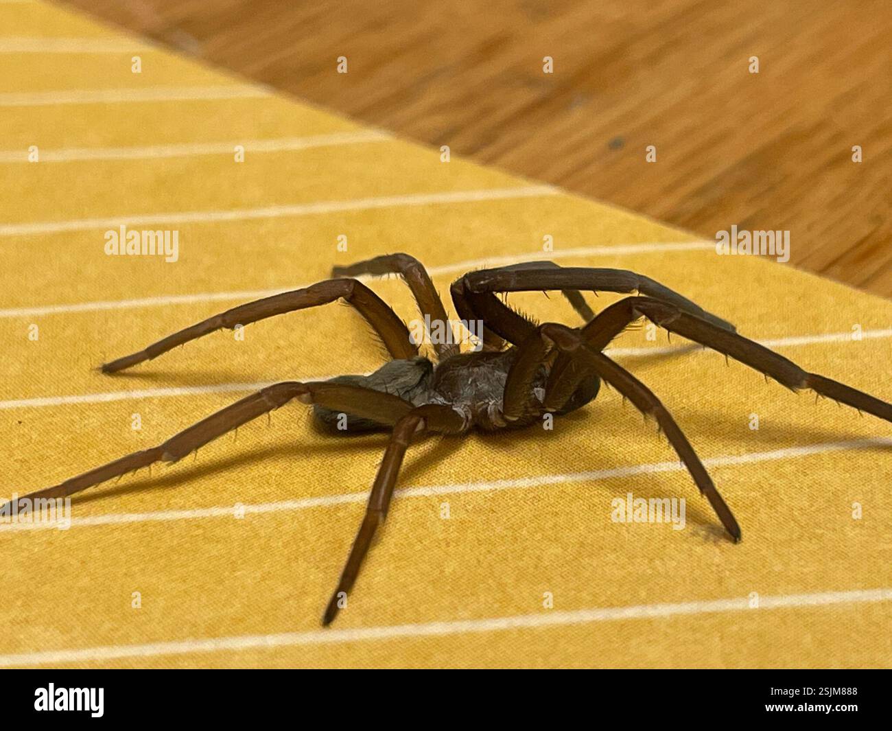 Southern House Spider (Kukulcania hibernalis), Arachnida, The ...