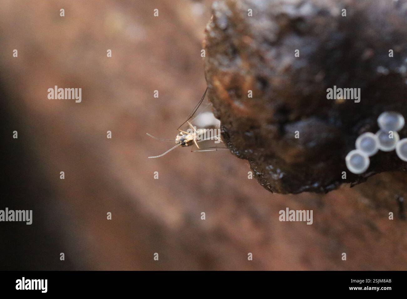 Fungus Gnats and Gall Midges (Sciaroidea), Insecta, Lane, Oregon ...