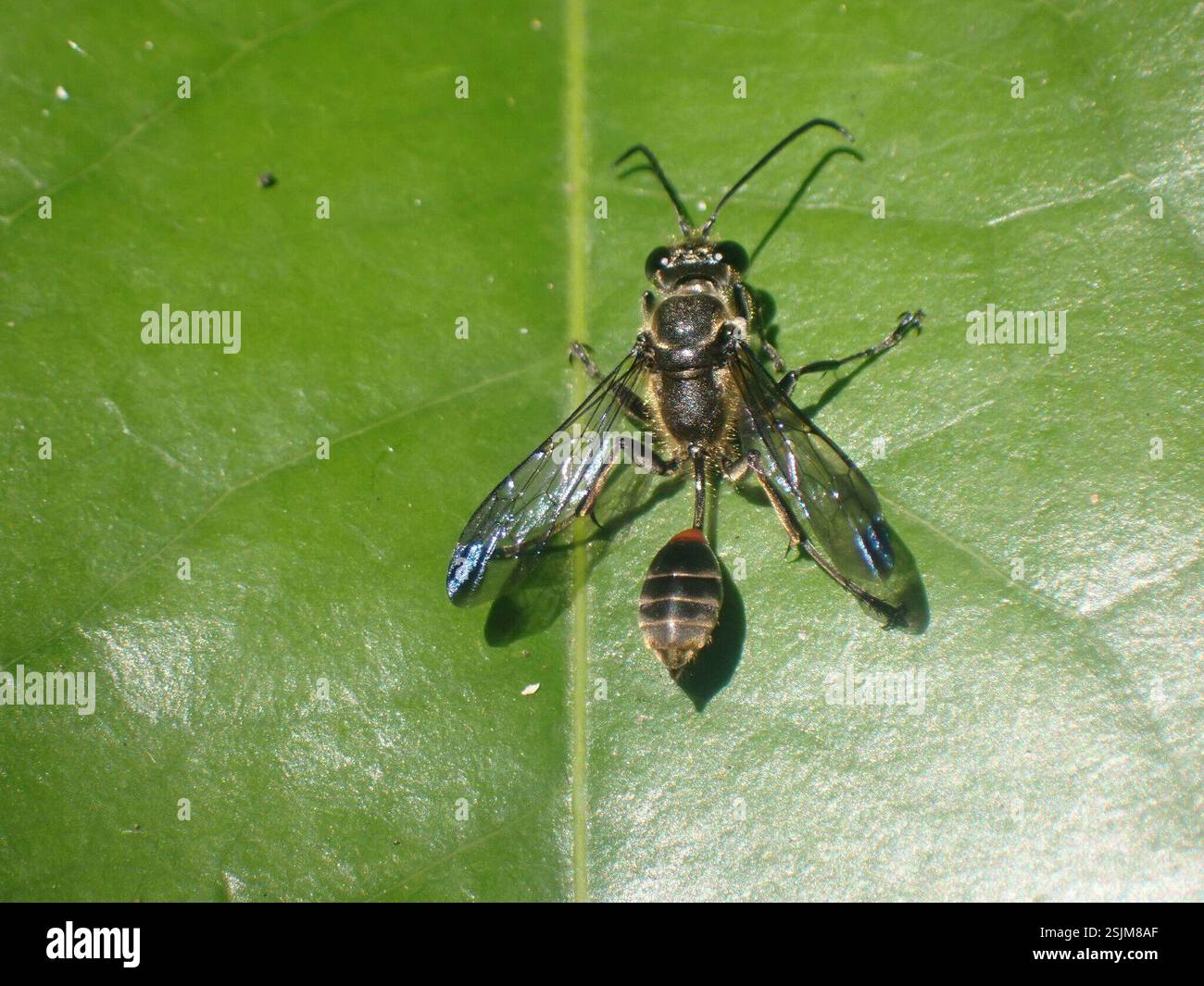 Grass-carrying Wasps (Isodontia), Insecta, Ko Phra Thong, Khura Buri ...