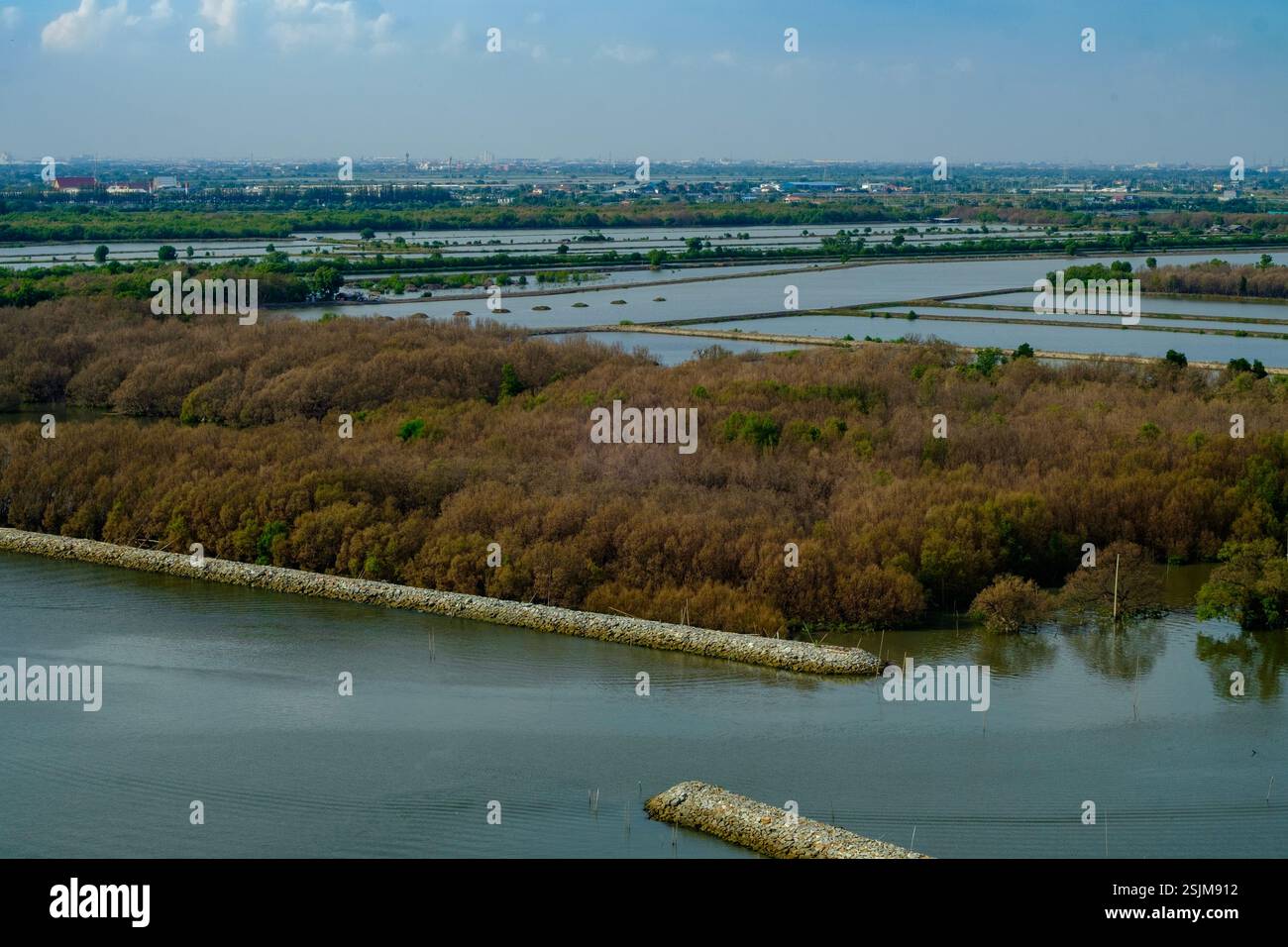Captivating aerial view of a sprawling mangrove forest surrounded by ...