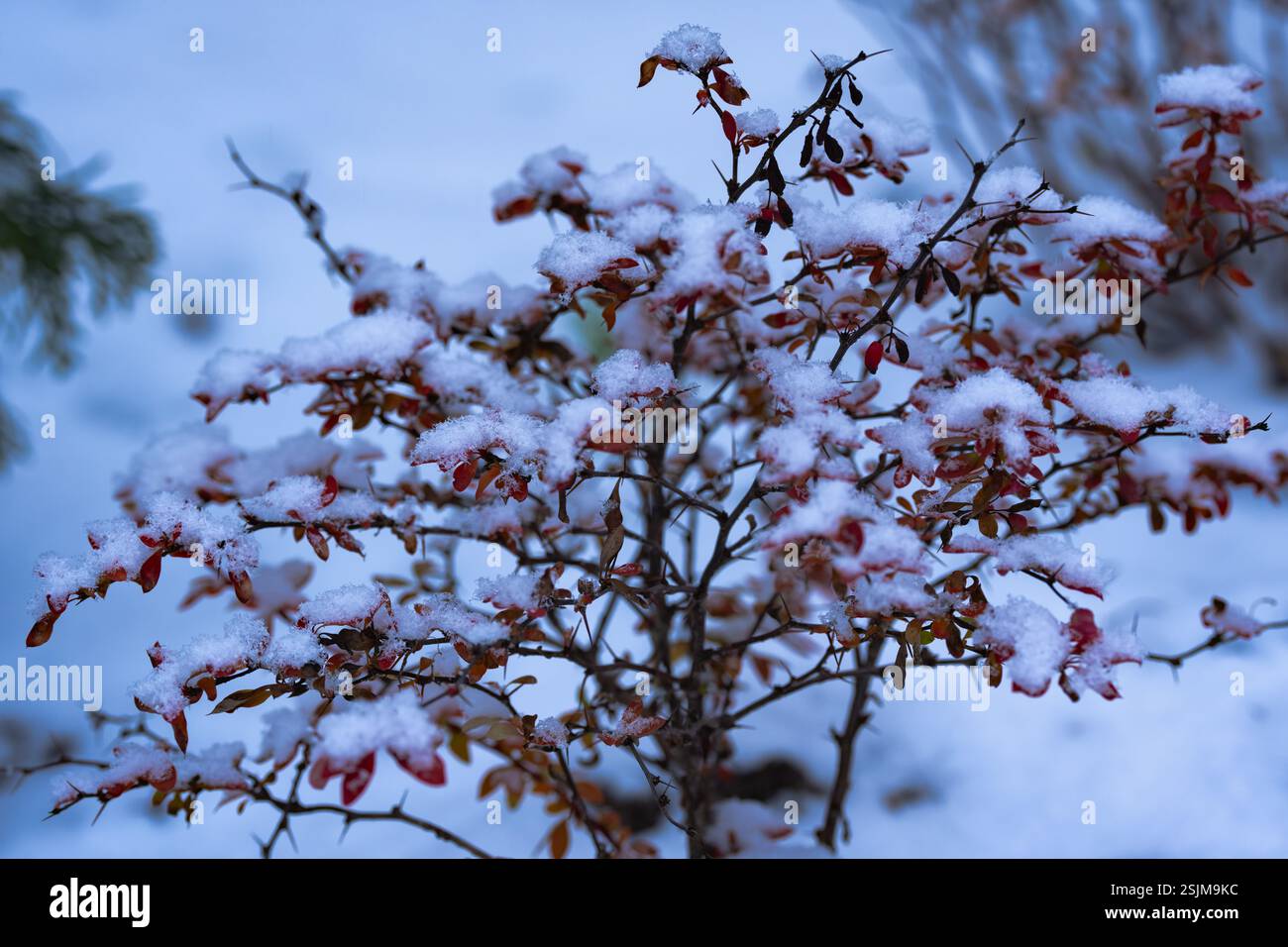 snow covered frozen red barberry bush on white background Stock Photo ...