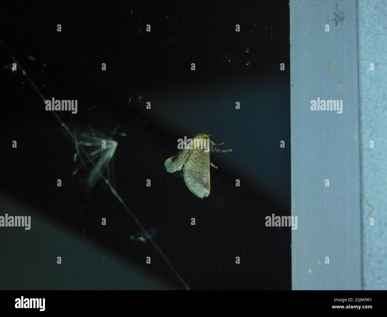 Painted Cup Moth (Doratifera oxleyi), Insecta, Hobart TAS, Australia ...