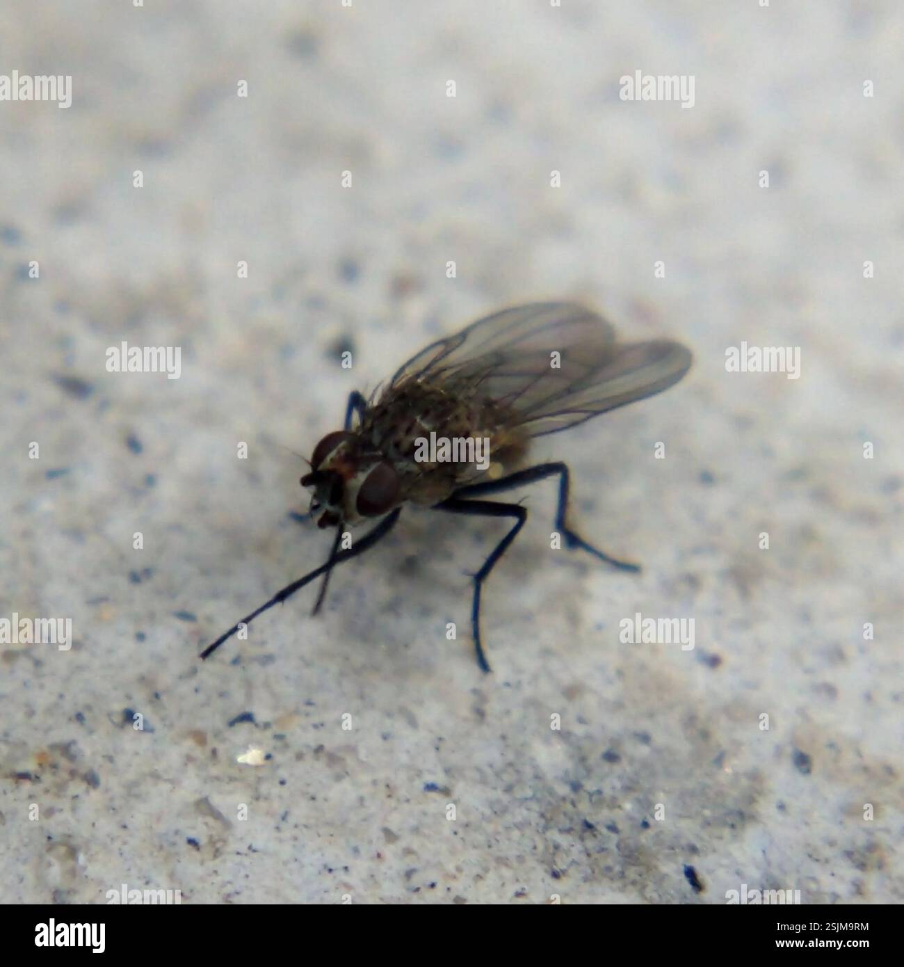 Muscoid Flies (Muscoidea), Insecta, California State University ...