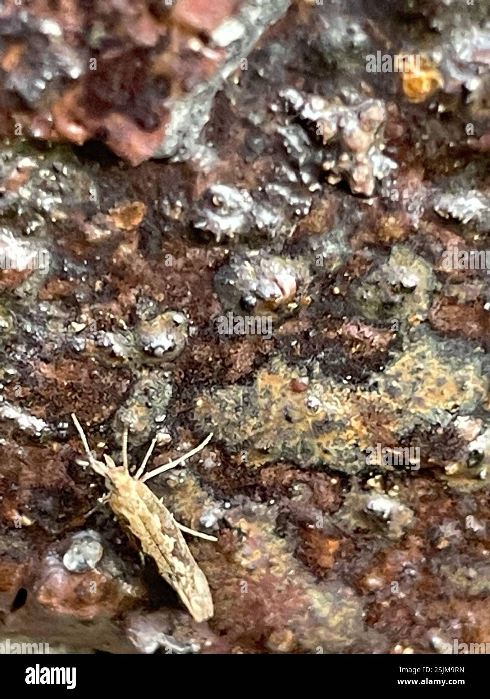 Diamondback Moth (Plutella xylostella), Insecta, Melbourne VIC ...