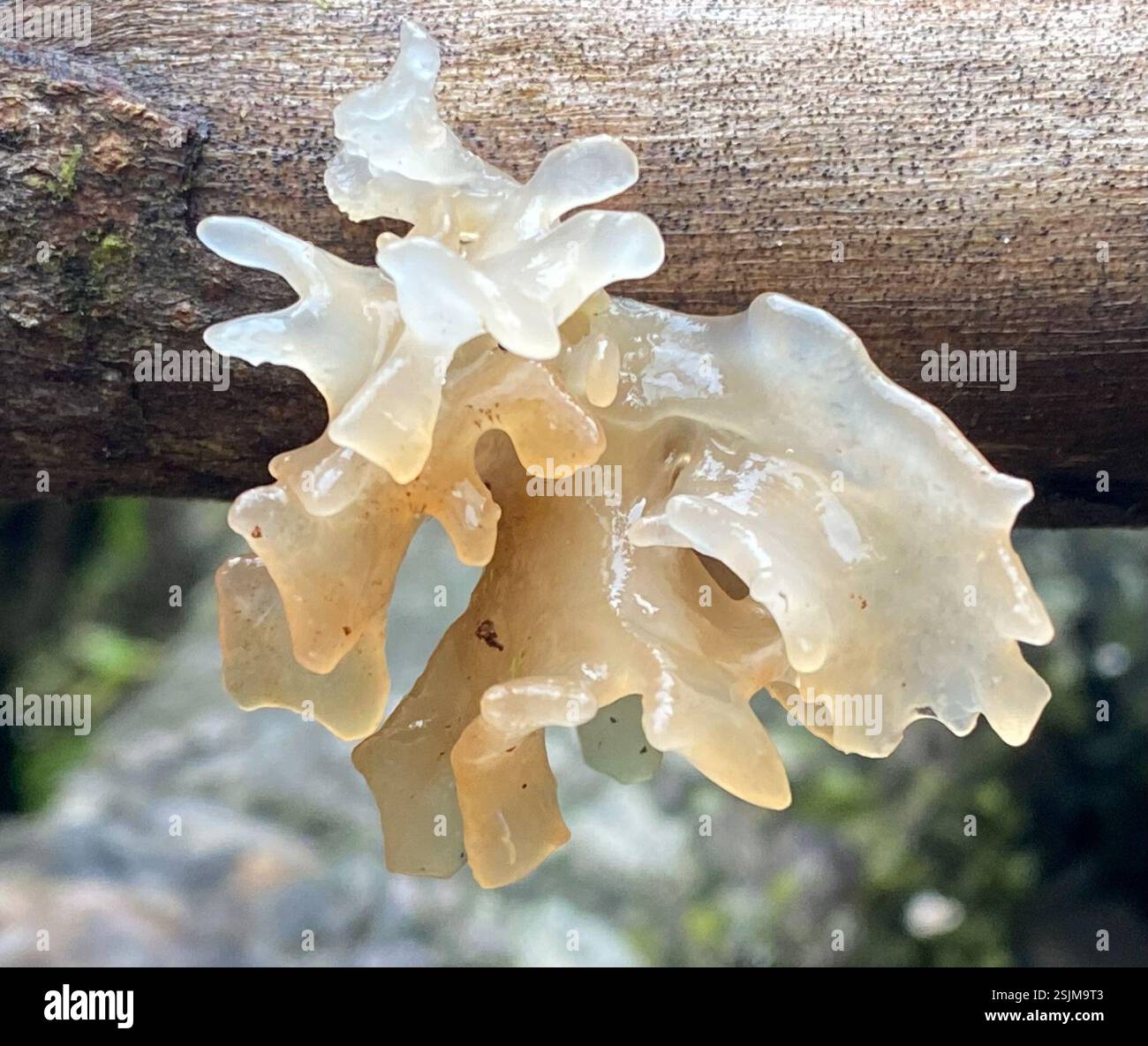 snow fungus (Tremella fuciformis), Fungi, Finca Heimatlos Stock Photo ...
