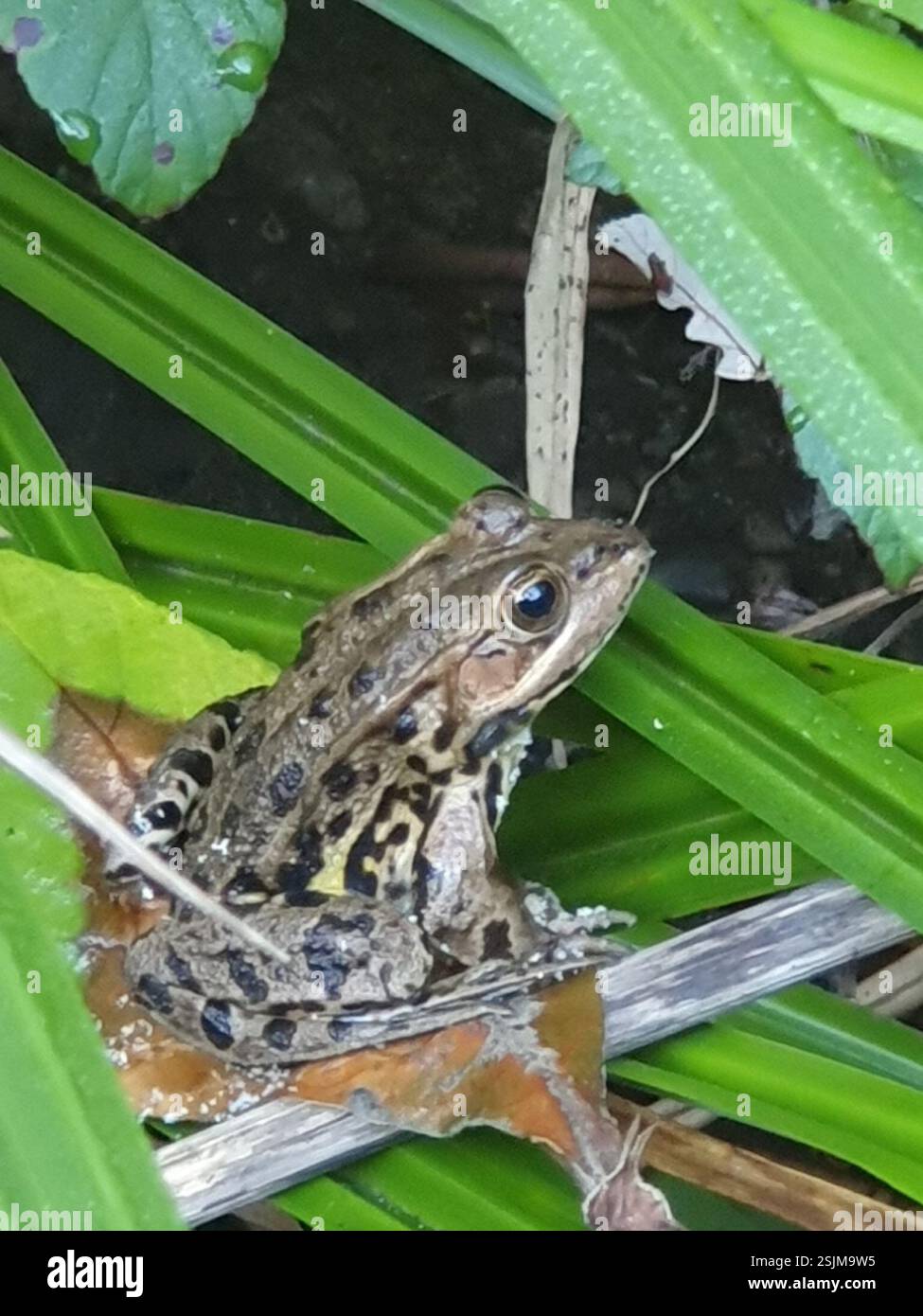 Pool frog complex and its kleptons (Pelophylax lessonae), Amphibia ...