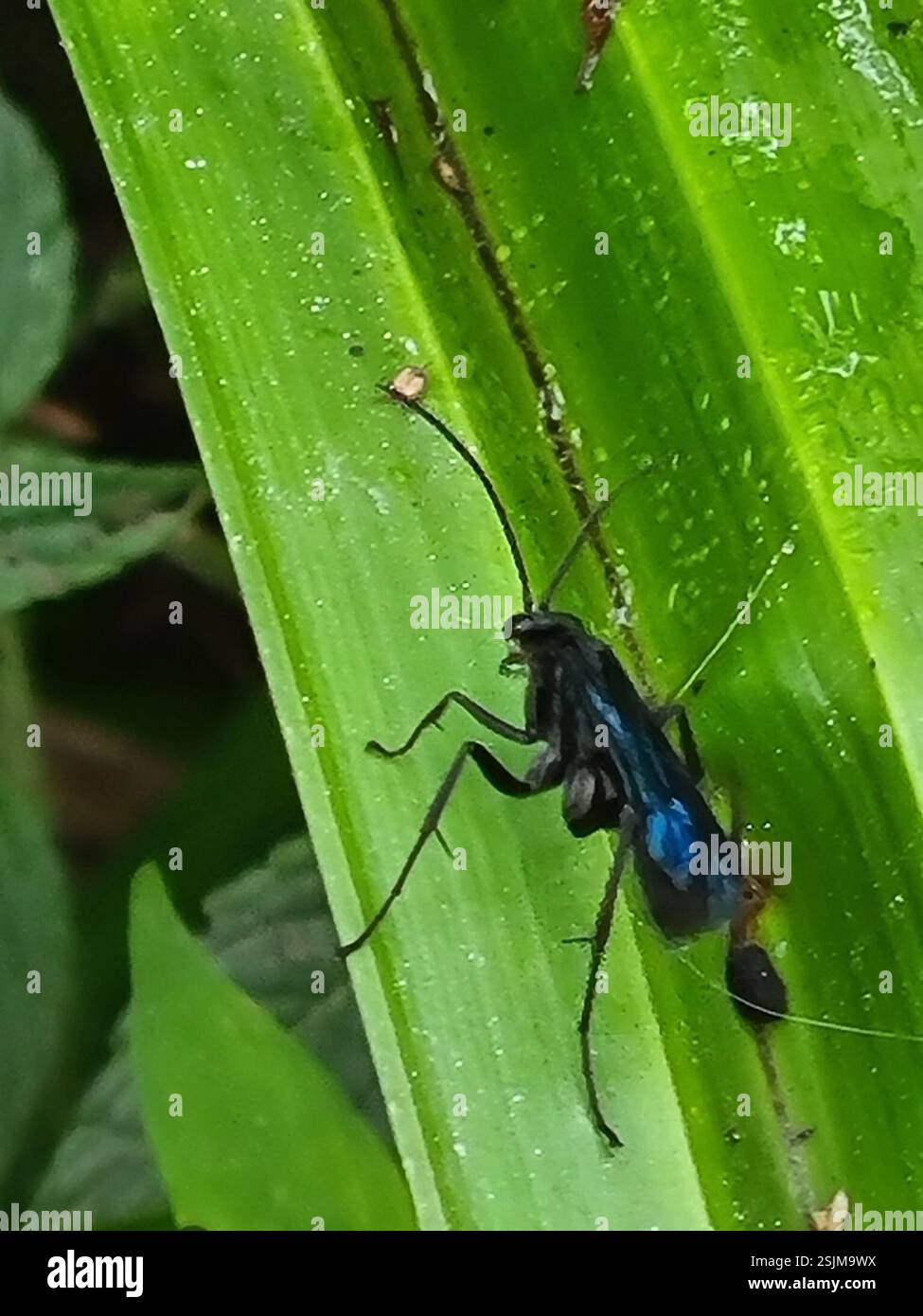 Ants, Bees, and Stinging Wasps (Aculeata), Insecta, Kwakoegron ...
