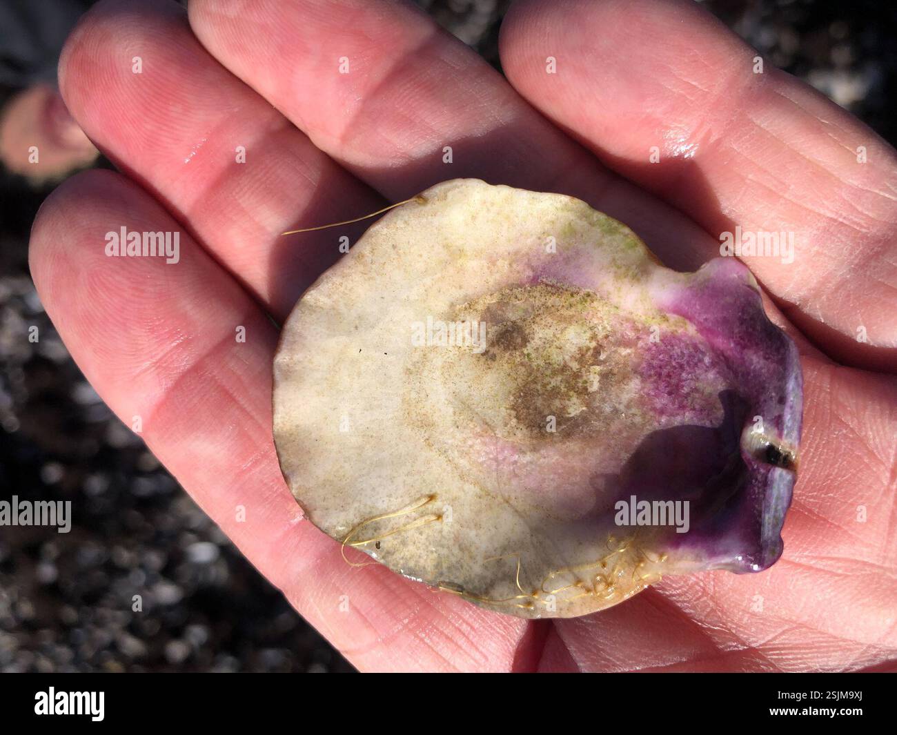 Giant Rock Scallop (Crassadoma gigantea), Mollusca, San Mateo, Golden ...