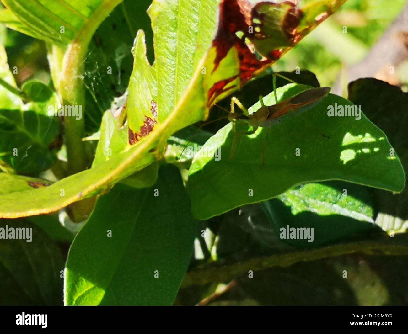 Leafhopper Assassin Bug (Zelus renardii), Insecta, Easter Island, Valparaíso, Chile Stock Photo ...