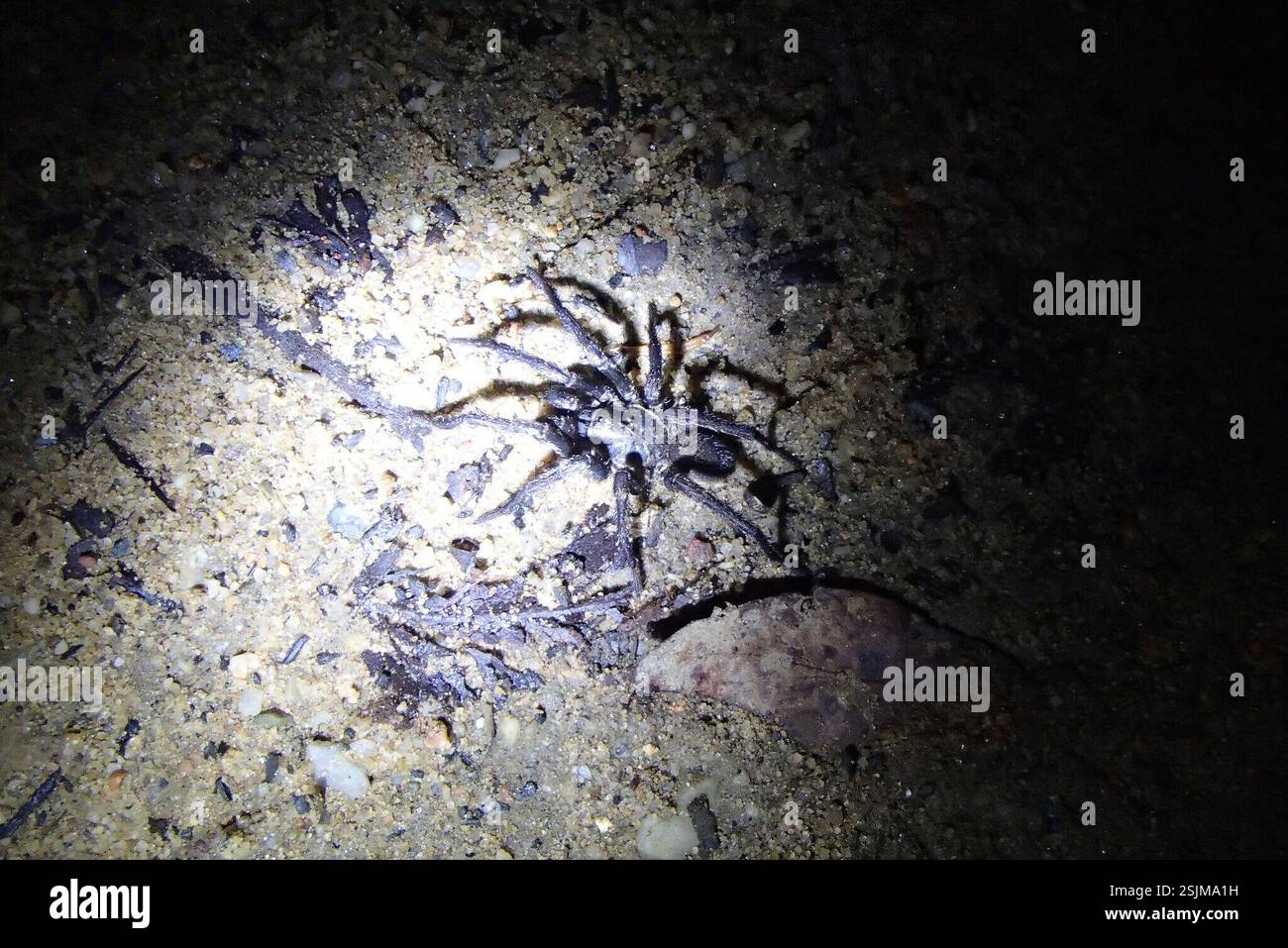 Brown Trapdoor Spiders (Arbanitis), Arachnida, 62 Railway Parade ...