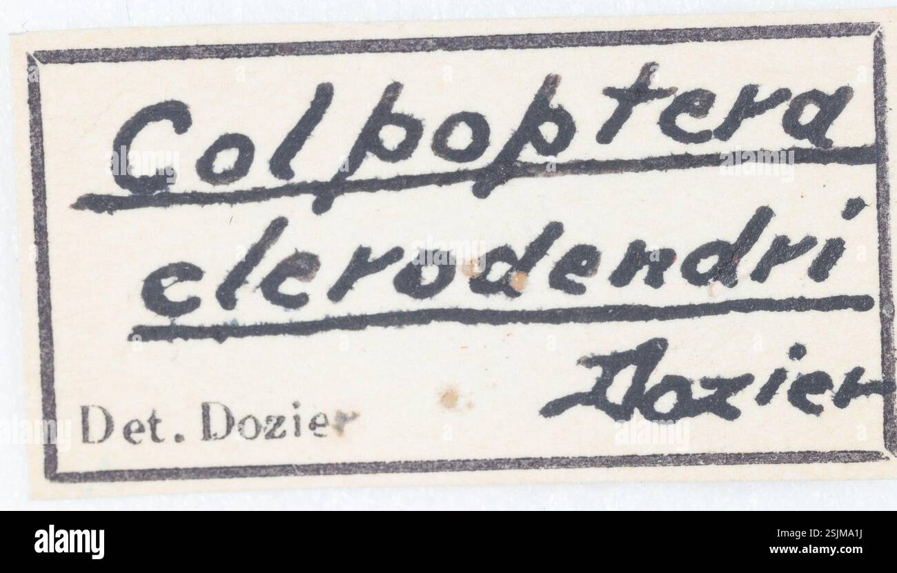 (Colpoptera clerodendri), Insecta, Fonds Des Negres, Haiti, This is the ...