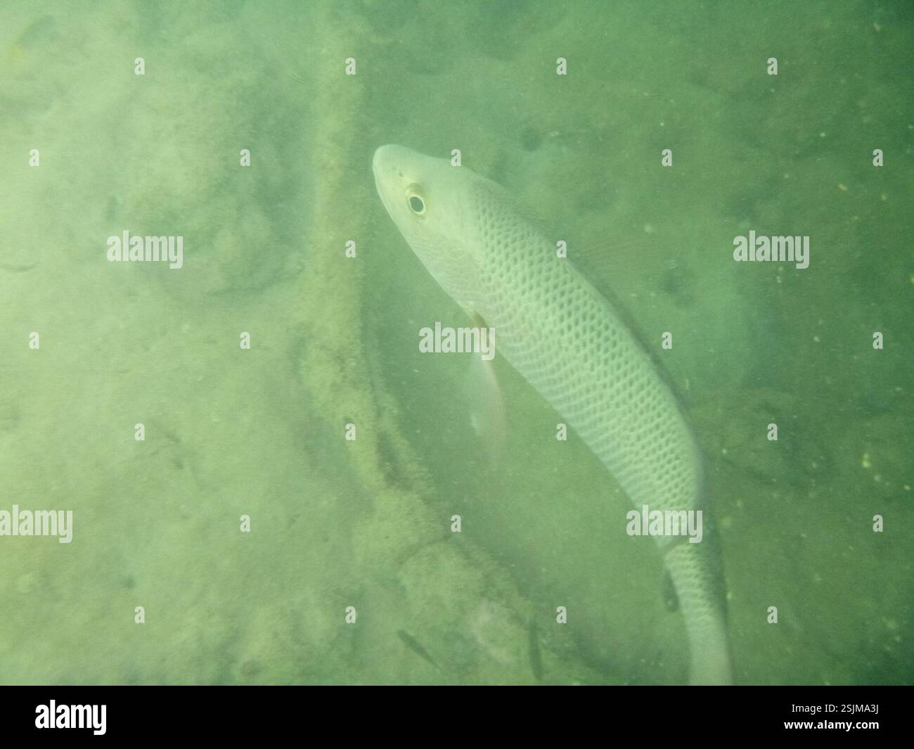 Mangrove Red Snapper (Lutjanus argentimaculatus), Actinopterygii, Рейли ...