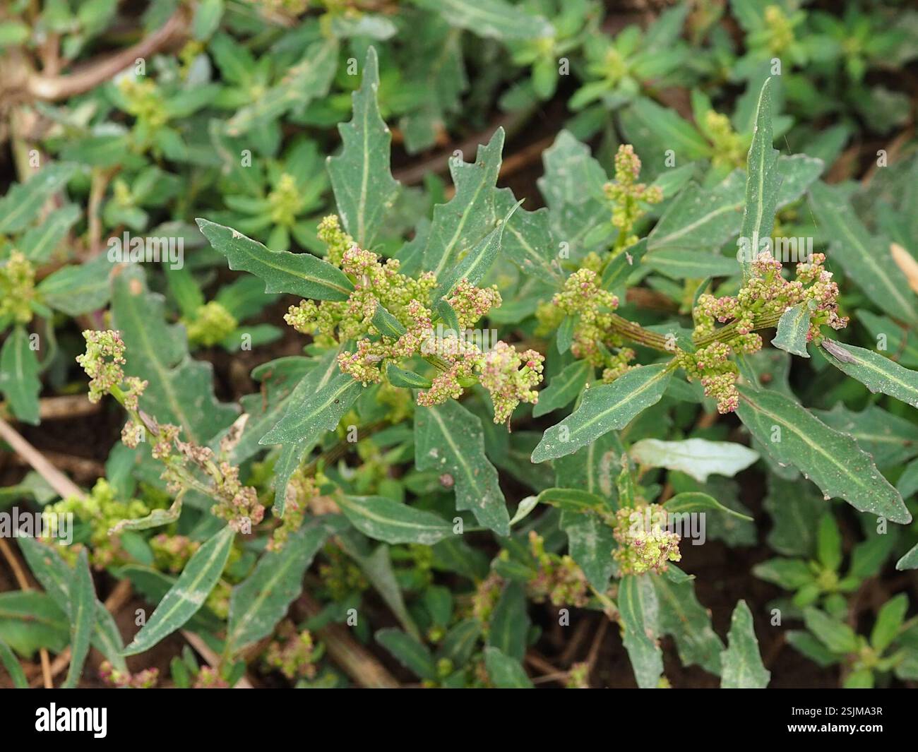 oak-leaved goosefoot (Oxybasis glauca), Plantae, 台灣嘉義縣 Stock Photo - Alamy