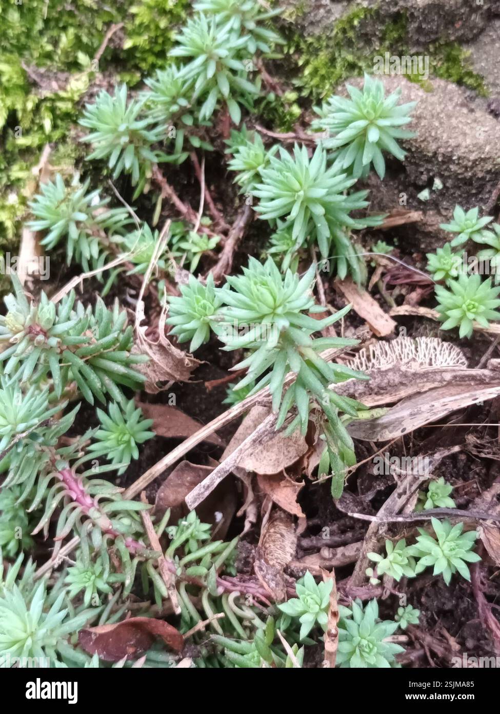 Reflexed Stonecrop (Petrosedum rupestre), Plantae, West Kirby, UK Stock ...