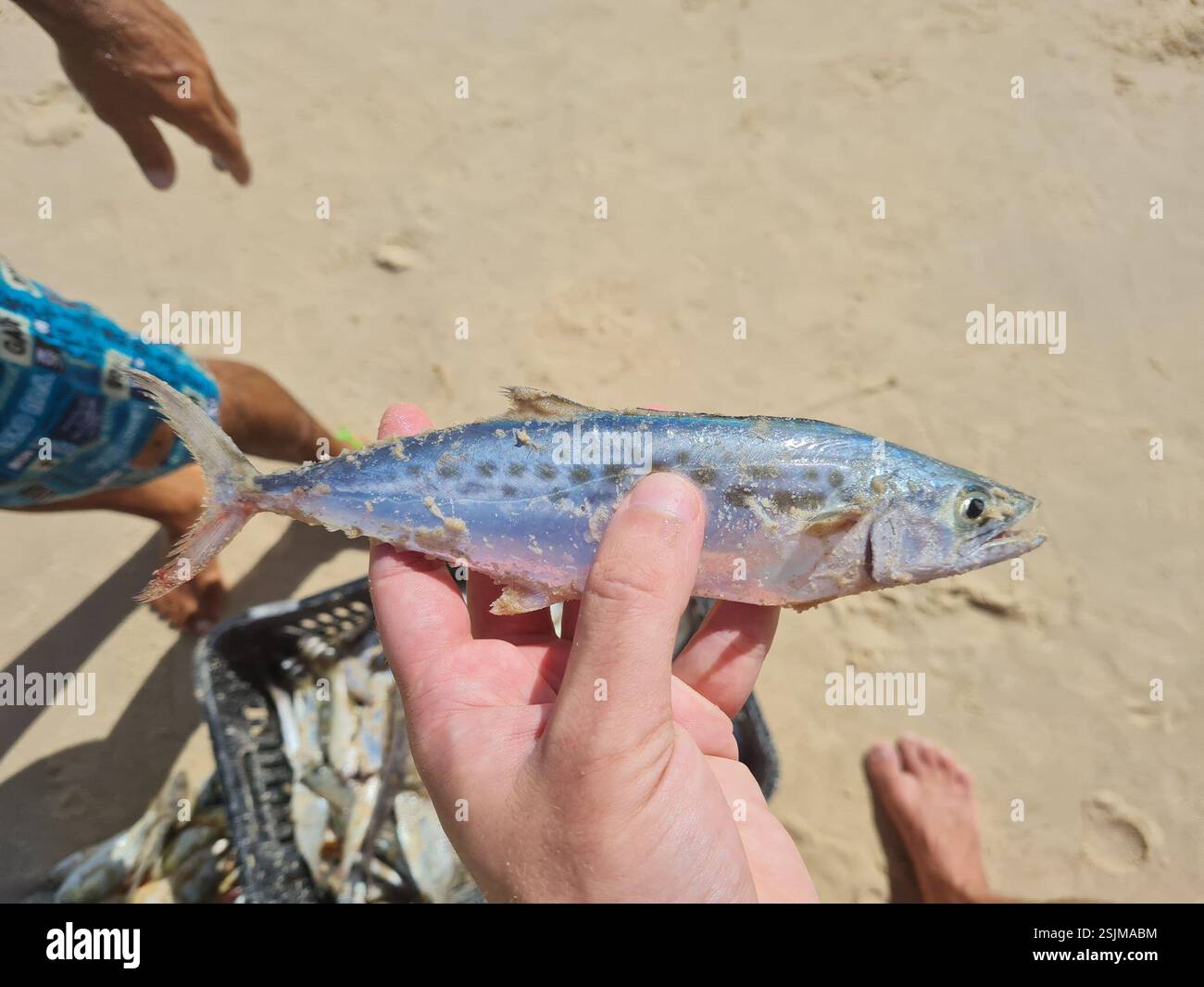 Serra Spanish Mackerel (Scomberomorus brasiliensis), Actinopterygii ...