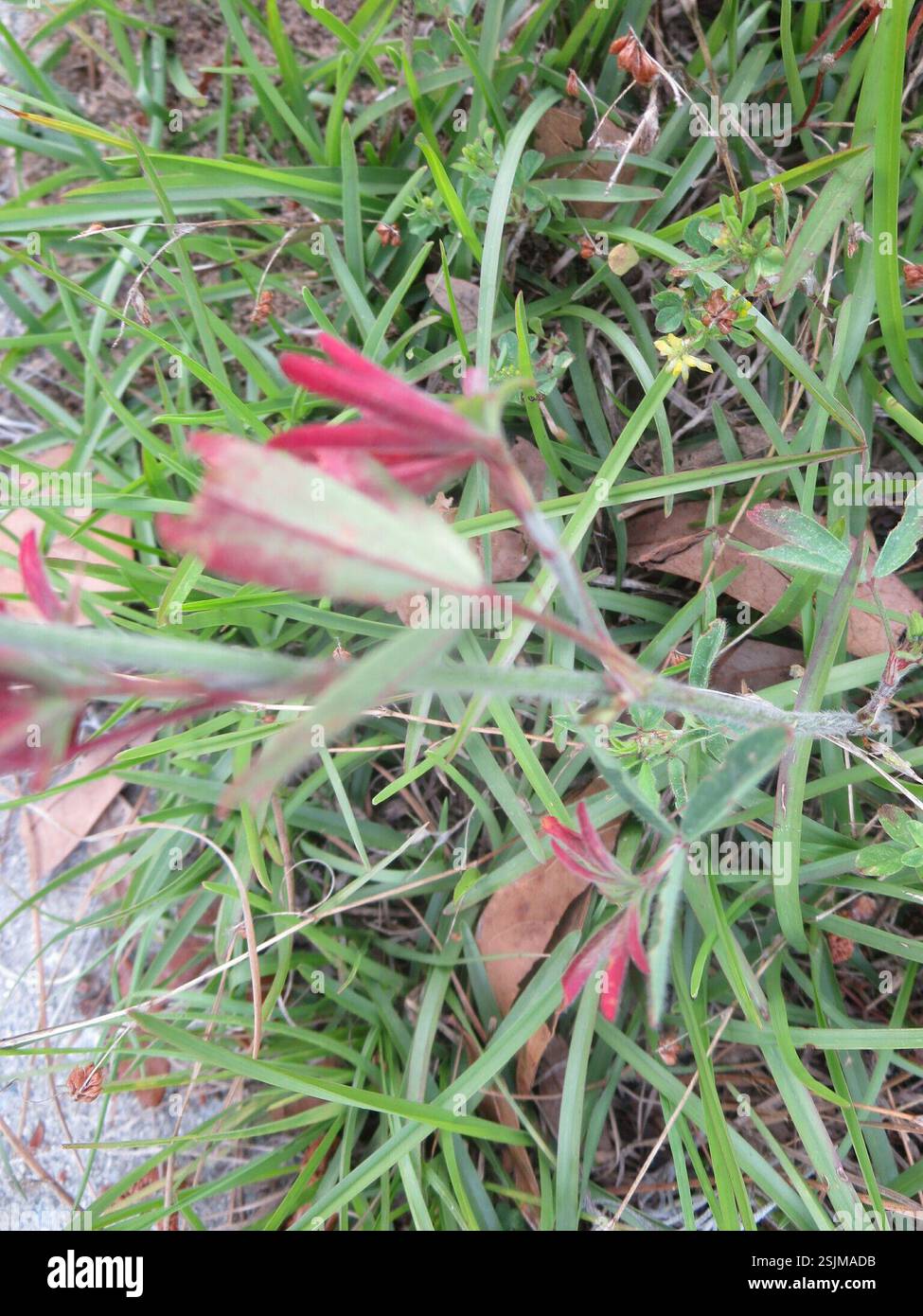 plants (Plantae), Plantae, Windsor Forest, Savannah, GA, USA Stock ...