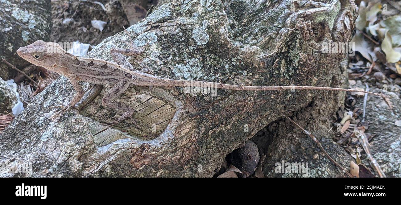 Anoles (Anolis), Reptilia, Moca, Dominican Republic Stock Photo - Alamy