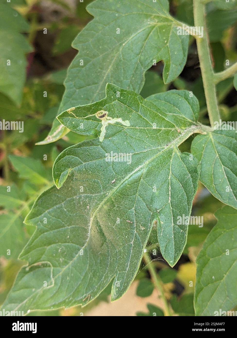 Leaf-miner Flies (Agromyzidae), Insecta, Moca, Dominican Republic Stock ...