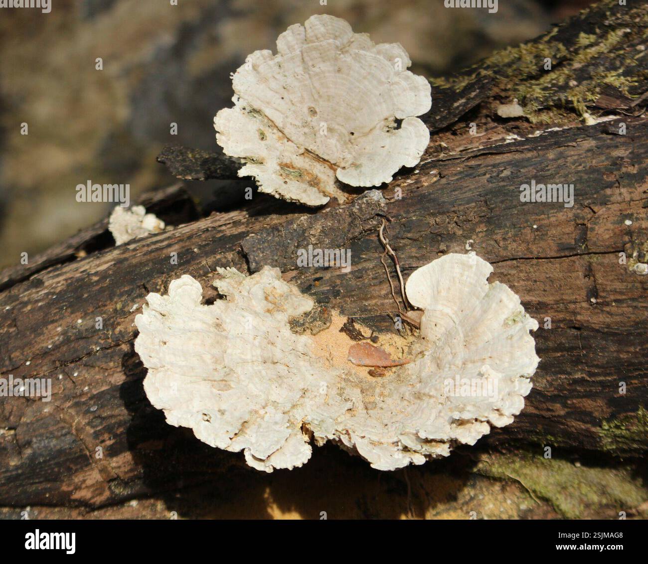 shelf fungi (Polyporales), Fungi, Mysore Division, Karnataka, India ...