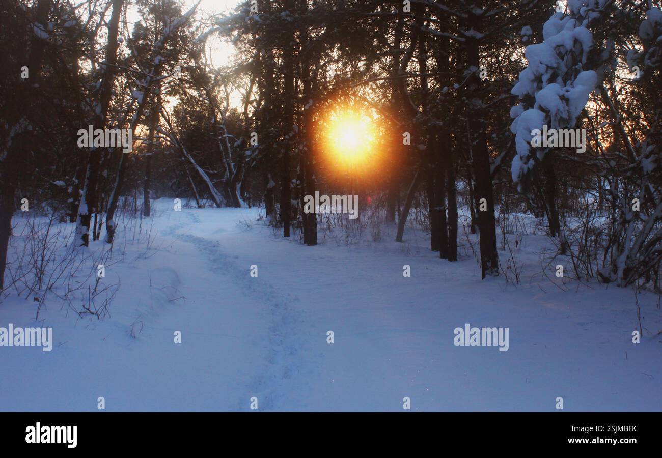 a scarlet ball of sun between the trees shines on a path in the snow ...