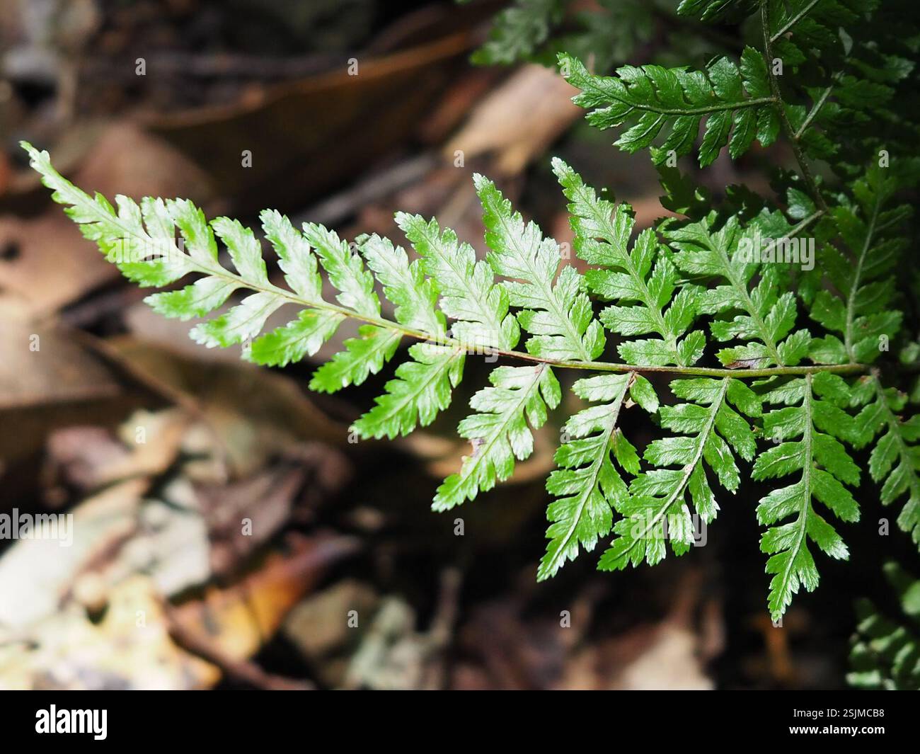 Spiny Tree Fern (Alsophila spinulosa), Plantae, 台灣新北市 Stock Photo - Alamy