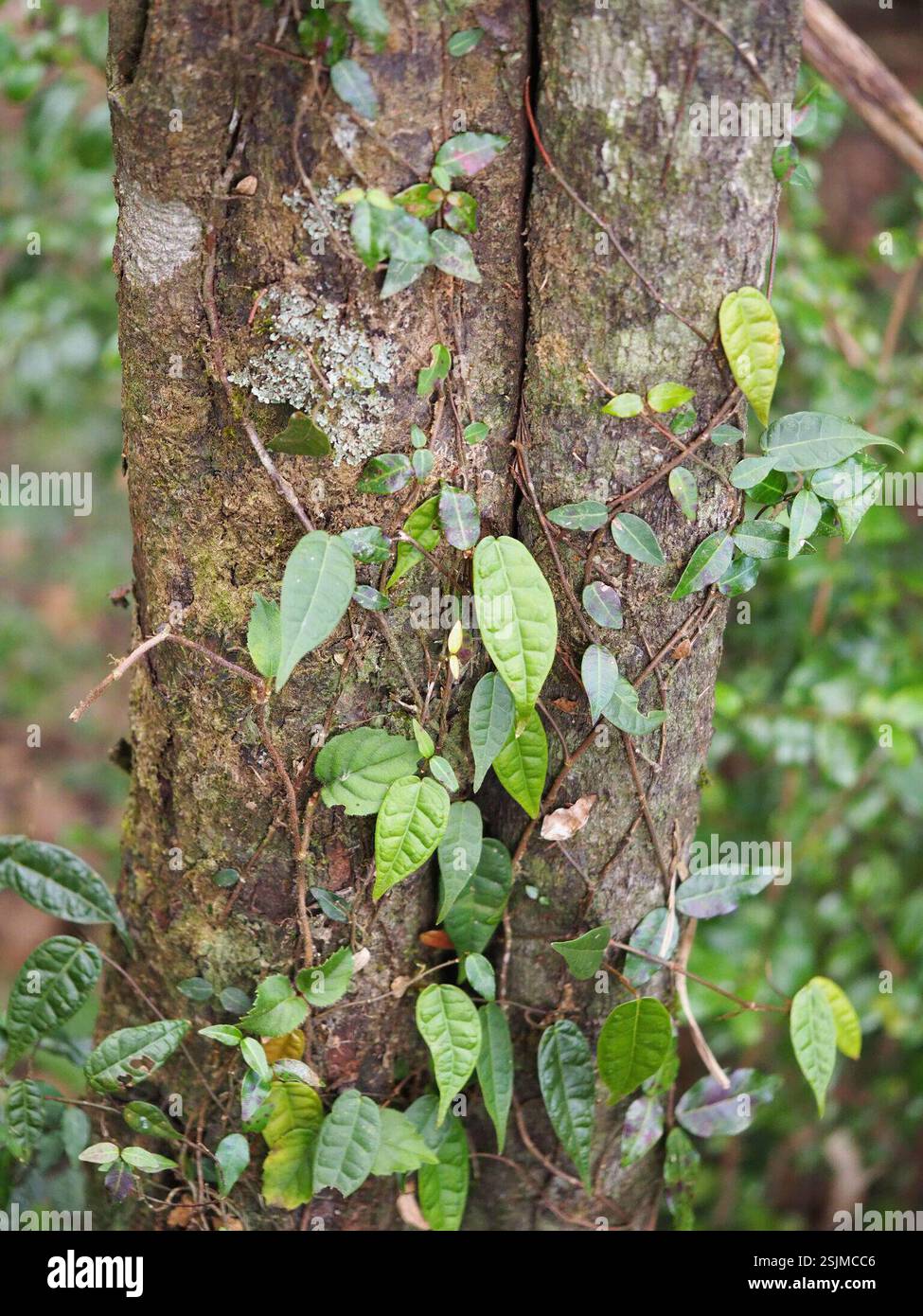 Impressed Sarmentosa Fig (Ficus sarmentosa), Plantae, 台灣新北市 Stock Photo ...