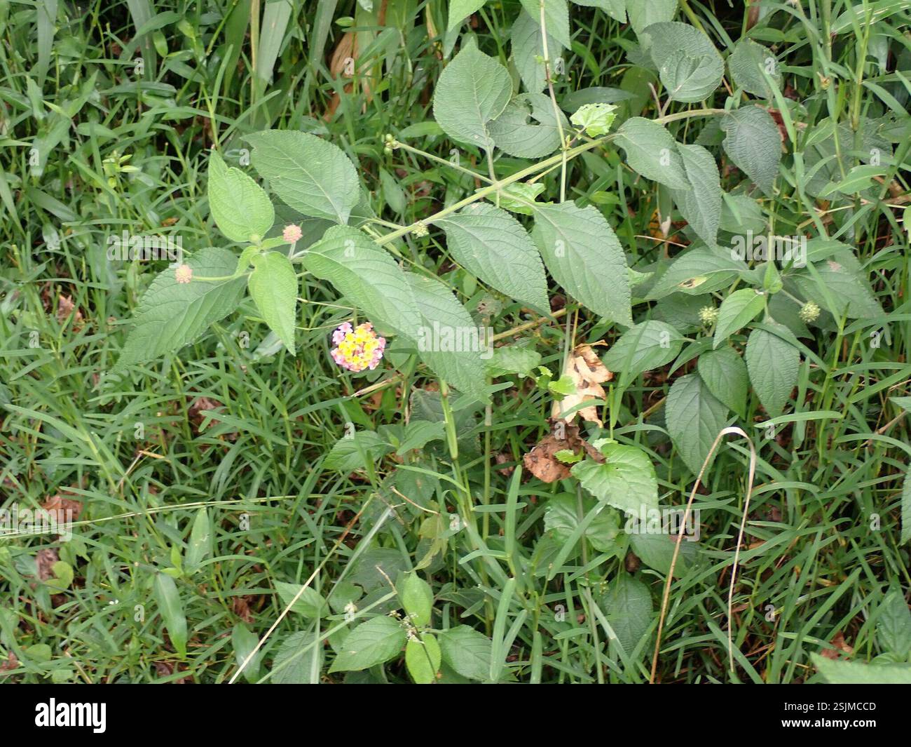 common lantana (Lantana camara), Plantae, Chase Valley ...