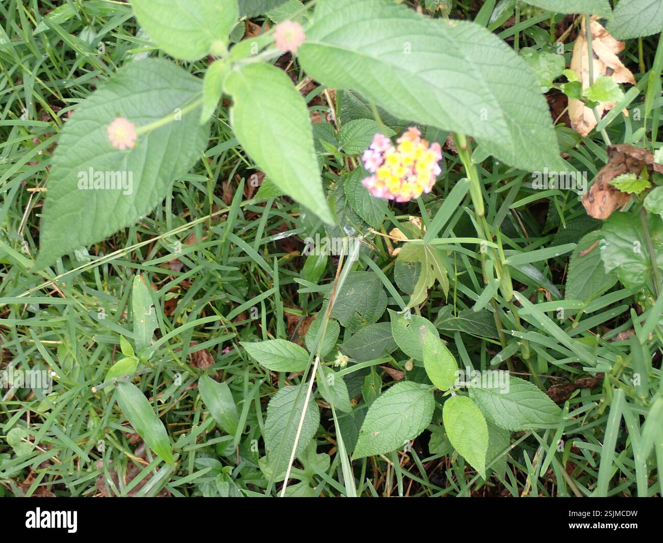 common lantana (Lantana camara), Plantae, Chase Valley ...