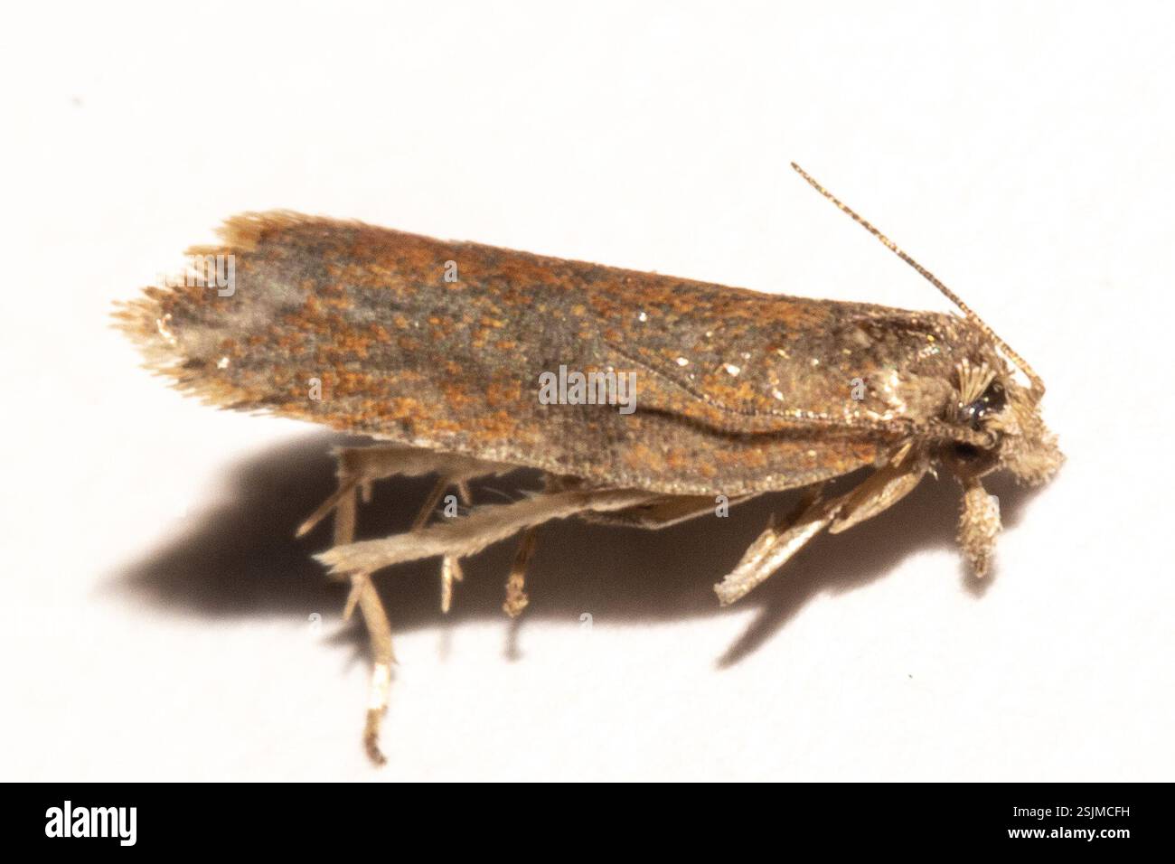 Tortricid Leafroller Moths (Tortricidae), Insecta, St Bathans, New ...