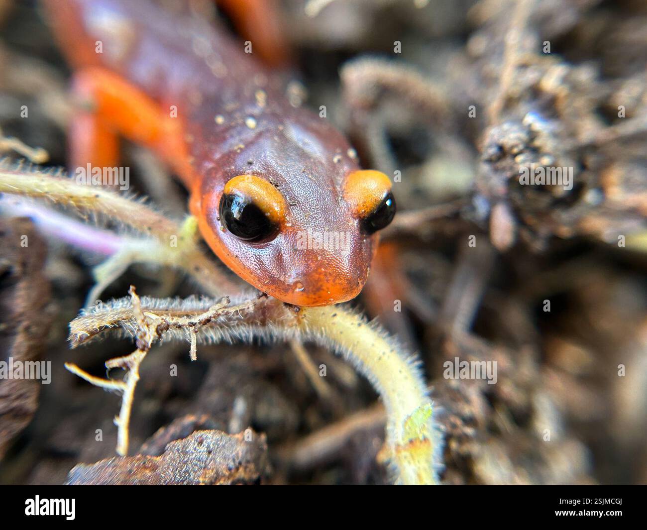 Monterey Ensatina (Ensatina eschscholtzii eschscholtzii), Amphibia ...