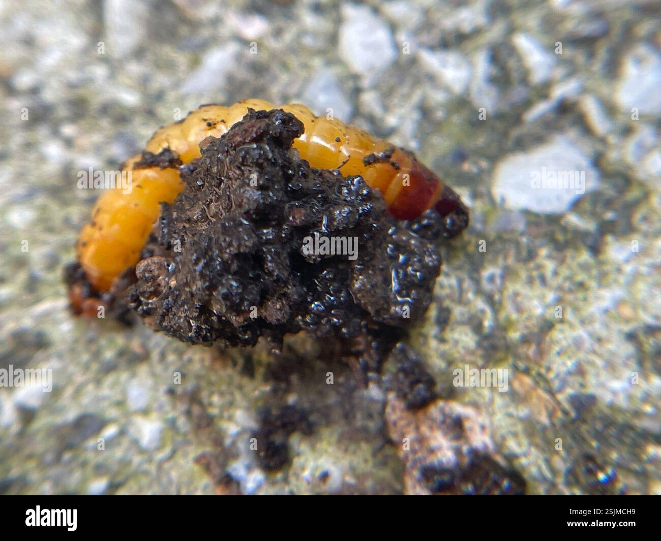 Beetles (Coleoptera), Insecta, California, US, Found in a bag of ...