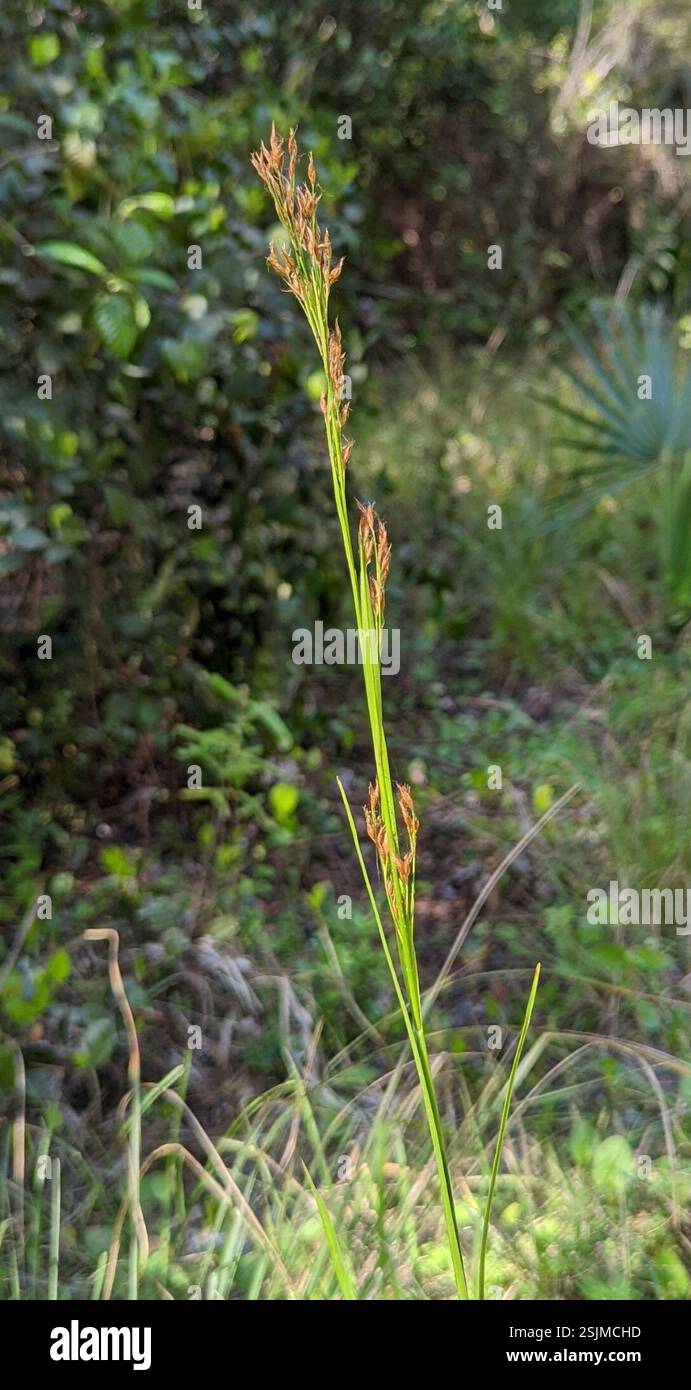 Southern Beaksedge (Rhynchospora microcarpa), Plantae, Jupiter, FL, USA ...