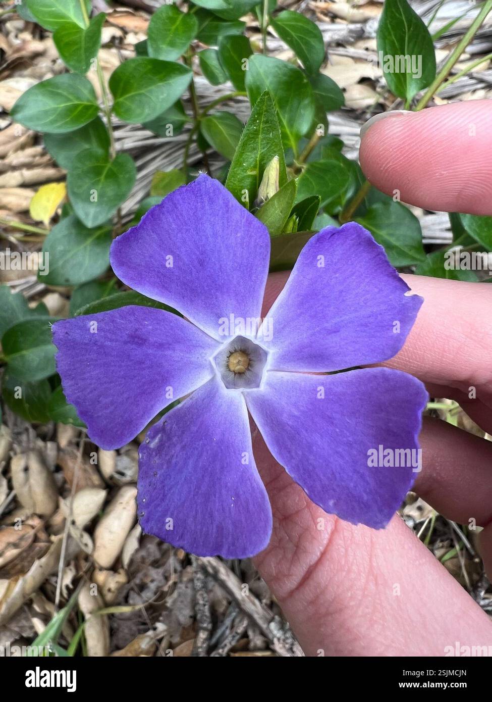 greater periwinkle (Vinca major), Plantae, Orange County, CA, USA Stock ...