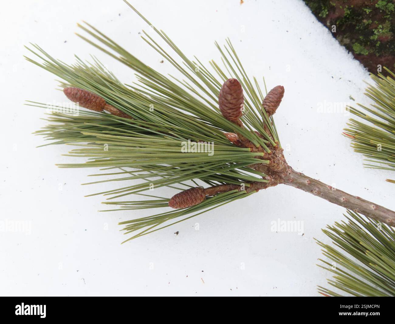 eastern white pine (Pinus strobus), Plantae, Devil's Lake State Park ...