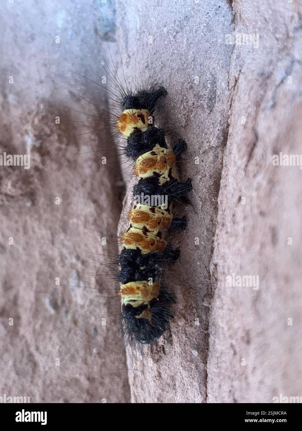 Northern Giant Flag Moth (Dysschema howardi), Insecta, Sevilleta ...