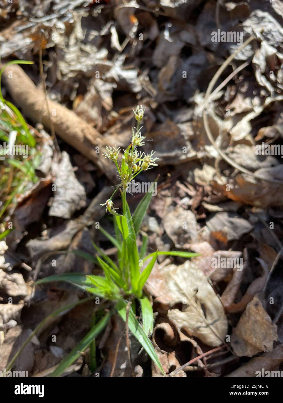 Hedgehog Woodrush (Luzula echinata), Plantae, Wadesboro, NC, US Stock ...