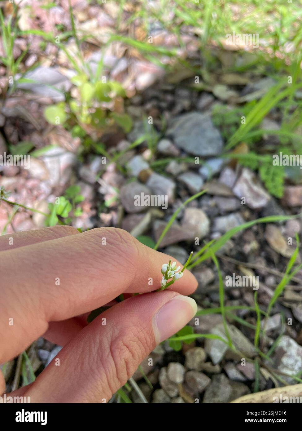 Bittercresses and Toothworts (Cardamine), Plantae, Pinnacles National ...