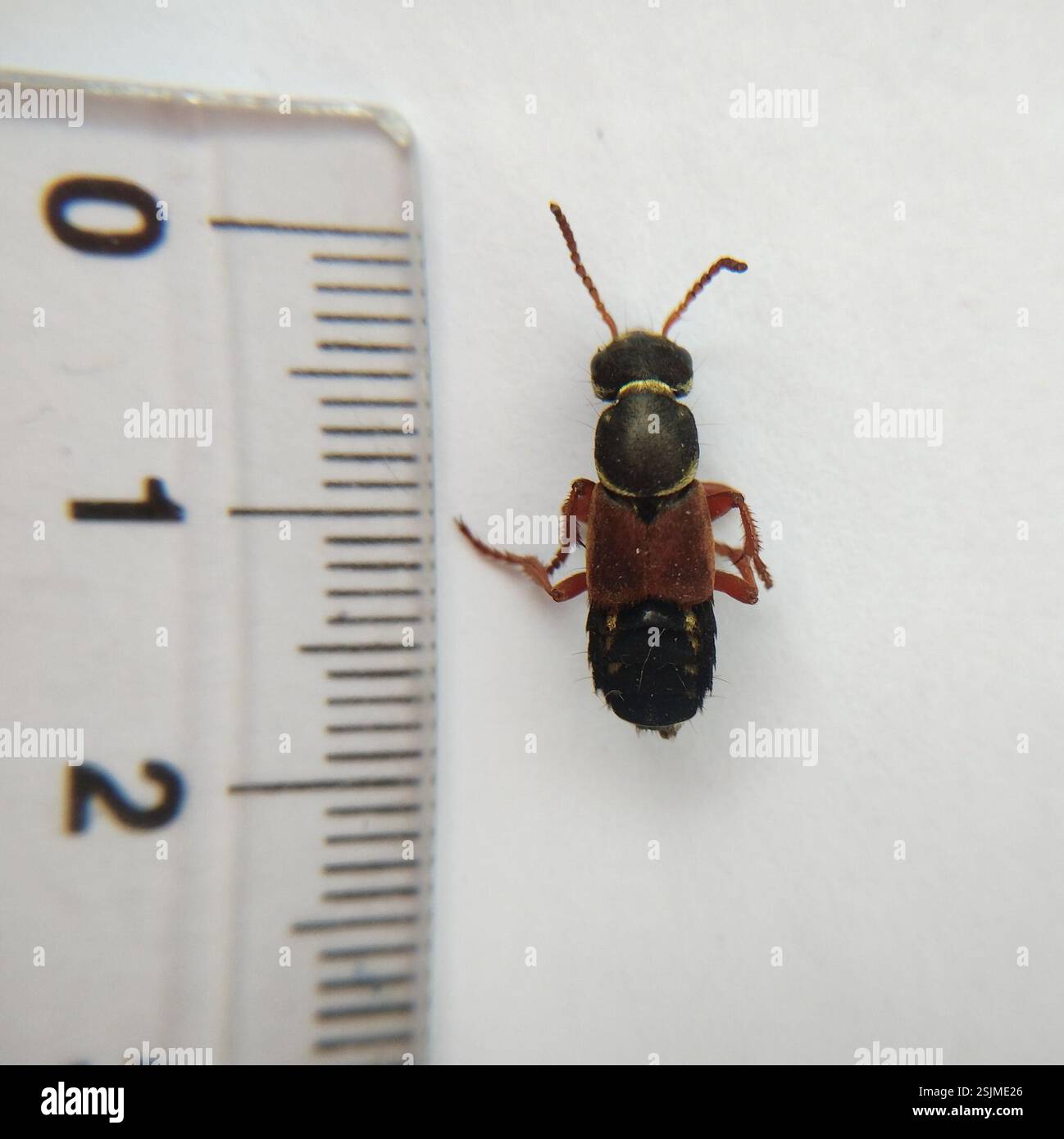 (Staphylinus caesareus), Insecta, Kosanin dol, Pancharevo, Bulgaria ...