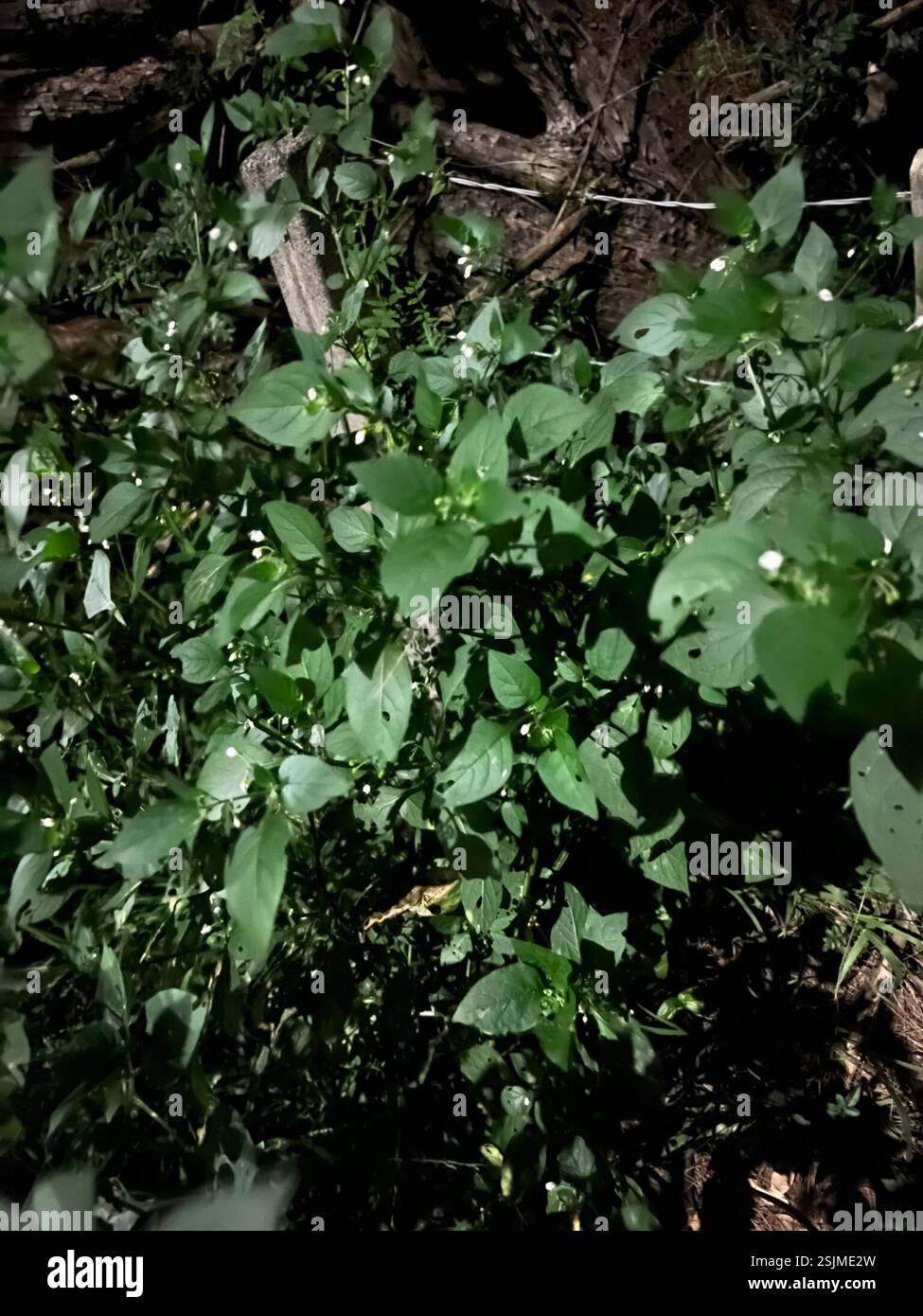 Black Nightshade Complex (Solanum nigrum), Plantae, North Island ...