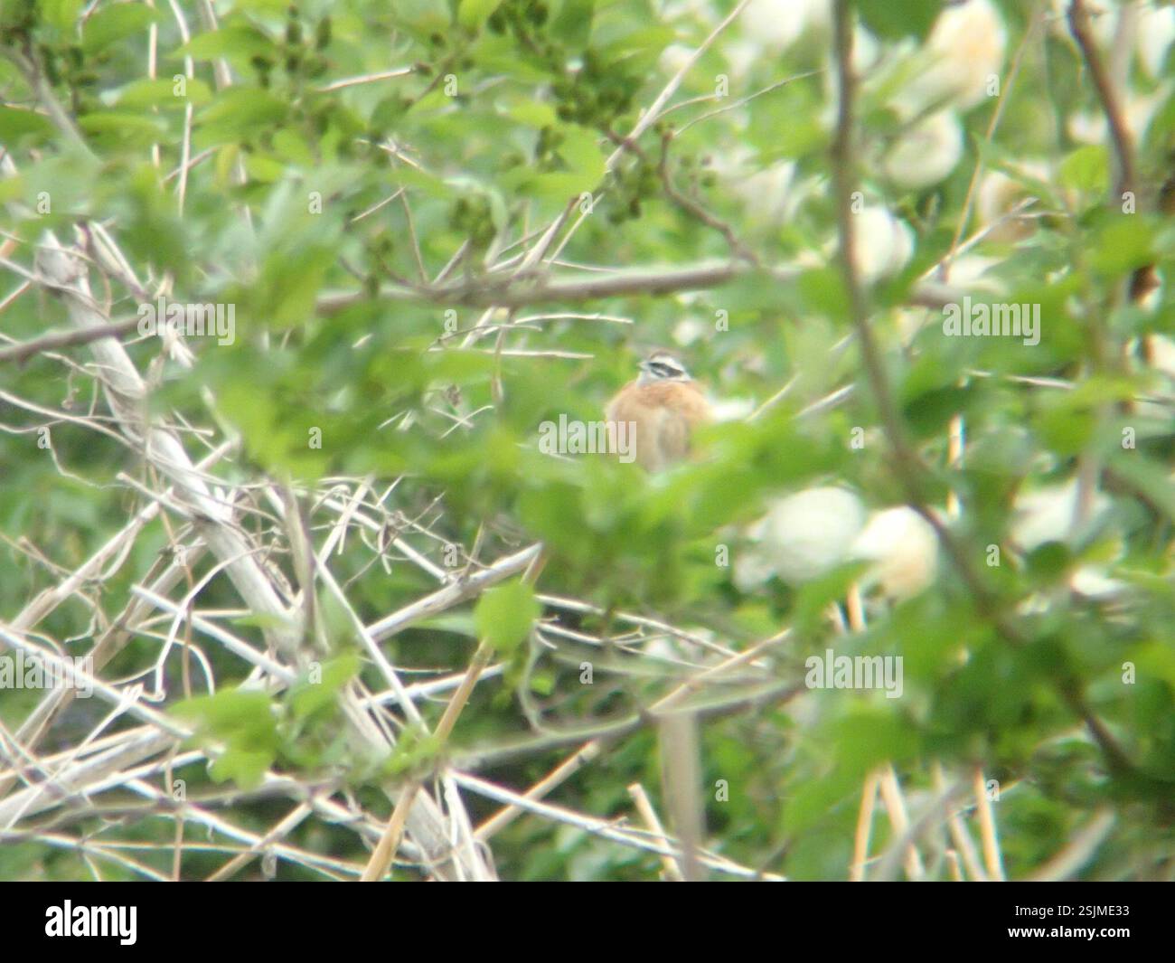 Meadow Bunting (Emberiza cioides), Aves, Saitama, JP Stock Photo - Alamy