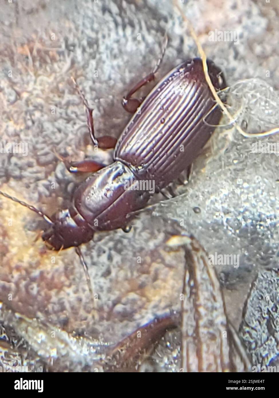 (Pterostichus angustus), Insecta, Saratoga, CA 95070, USA Stock Photo ...