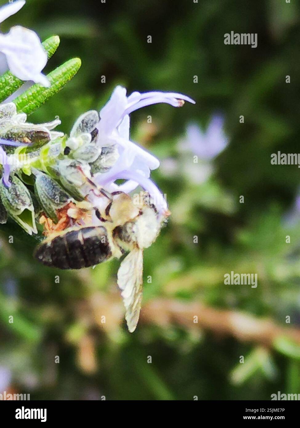 Sicilian Honey Bee (Apis mellifera siciliana), Insecta, 90030 Contessa ...